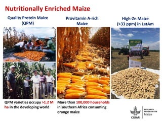 Maize in Asia – Status, Challenges and Opportunities | PPTX
