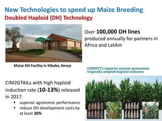 Maize in Asia – Status, Challenges and Opportunities | PPT