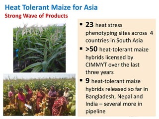 Maize in Asia – Status, Challenges and Opportunities | PPTX