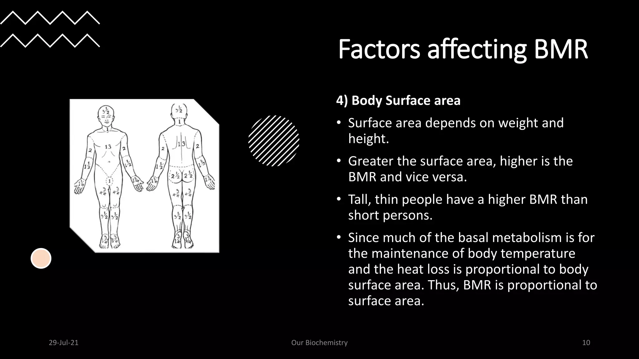Basal metabolic rate (BMR)- Factors affecting BMR, measurement and ...