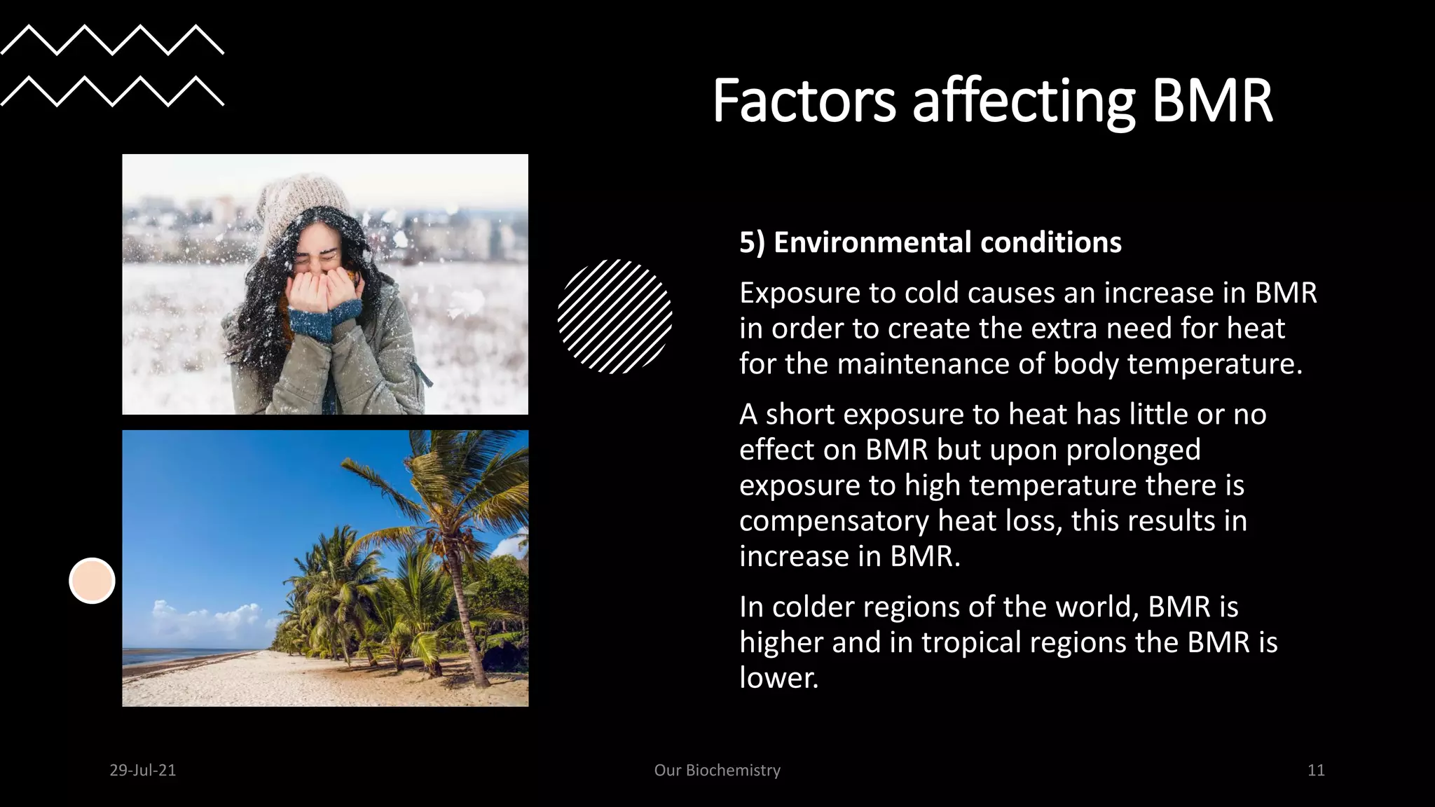 Basal metabolic rate (BMR)- Factors affecting BMR, measurement and ...