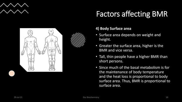Basal metabolic rate (BMR)- Factors affecting BMR, measurement and ...