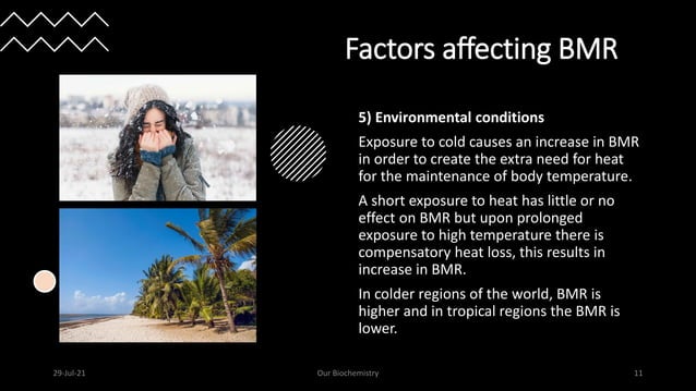 Basal metabolic rate (BMR)- Factors affecting BMR, measurement and clinical significance | PDF