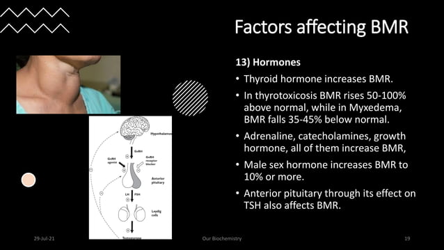 Basal metabolic rate (BMR)- Factors affecting BMR, measurement and ...