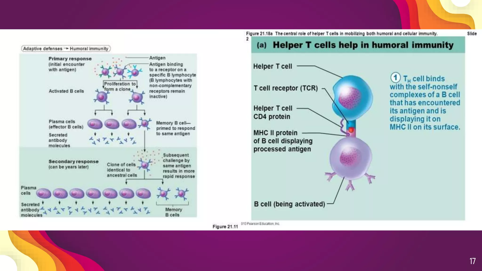 Respon Imun Seluler dan Humoral | PPTX
