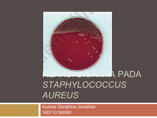 Identifikasi Bakteri Staphylococcus Aureus | PPT