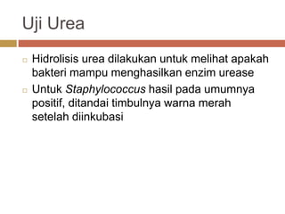 Identifikasi Bakteri Staphylococcus Aureus | PPT