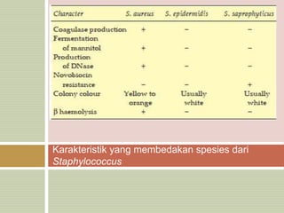 Identifikasi Bakteri Staphylococcus Aureus | PPT