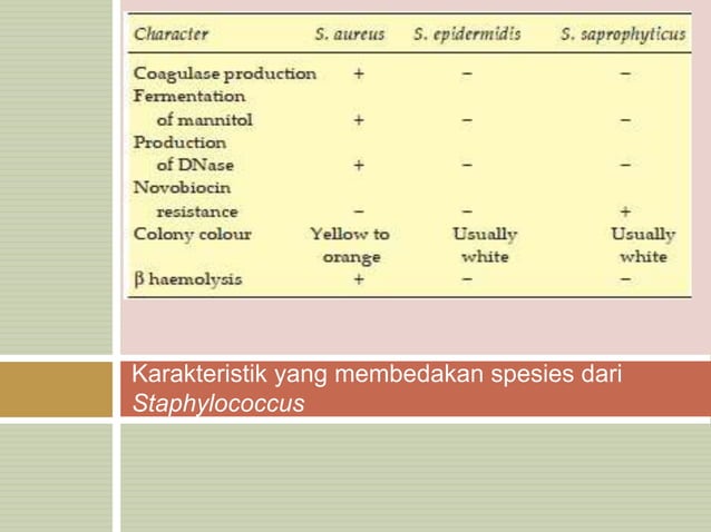 Identifikasi Bakteri Staphylococcus Aureus | PPT
