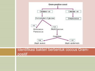 Identifikasi Bakteri Staphylococcus Aureus | PPT