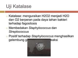 Identifikasi Bakteri Staphylococcus Aureus | PPT