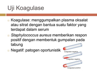 Identifikasi Bakteri Staphylococcus Aureus | PPT