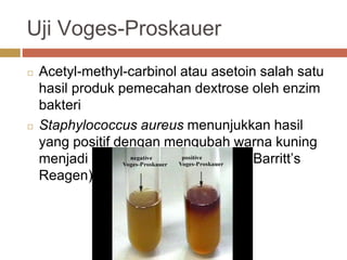Identifikasi Bakteri Staphylococcus Aureus | PPT