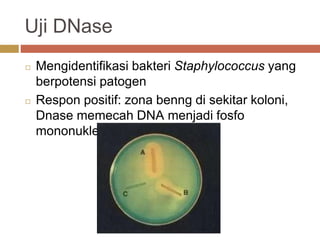 Identifikasi Bakteri Staphylococcus Aureus | PPT