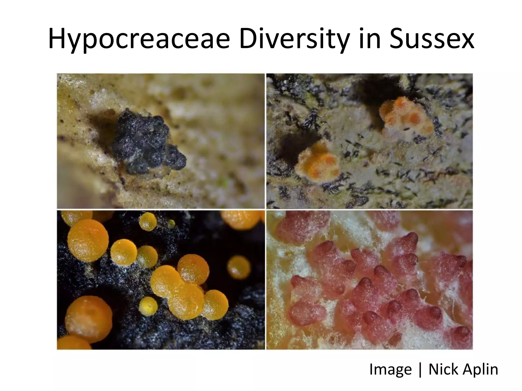 How fungus records are used | PPTX