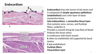BMS systemic histology CVS.anatomy 2.1 vital | PPTX