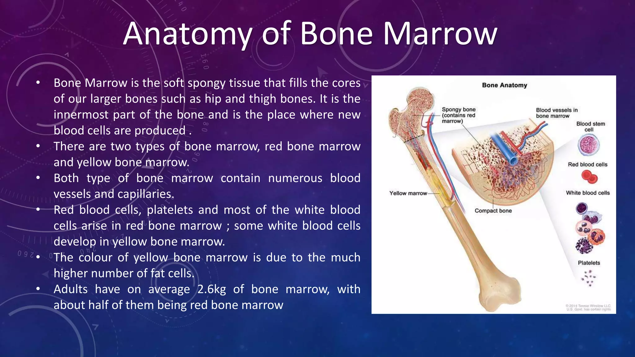 Bone marrow transplant | PPTX