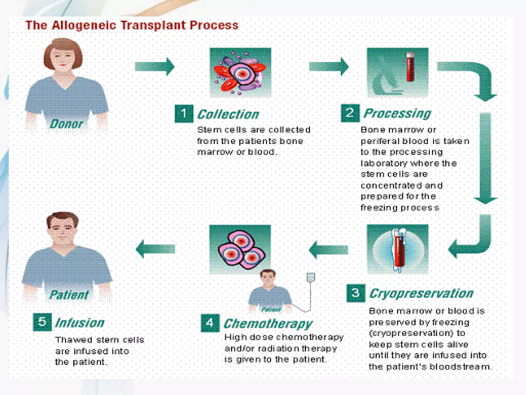 Bone Marrow Transplantation | PPTX