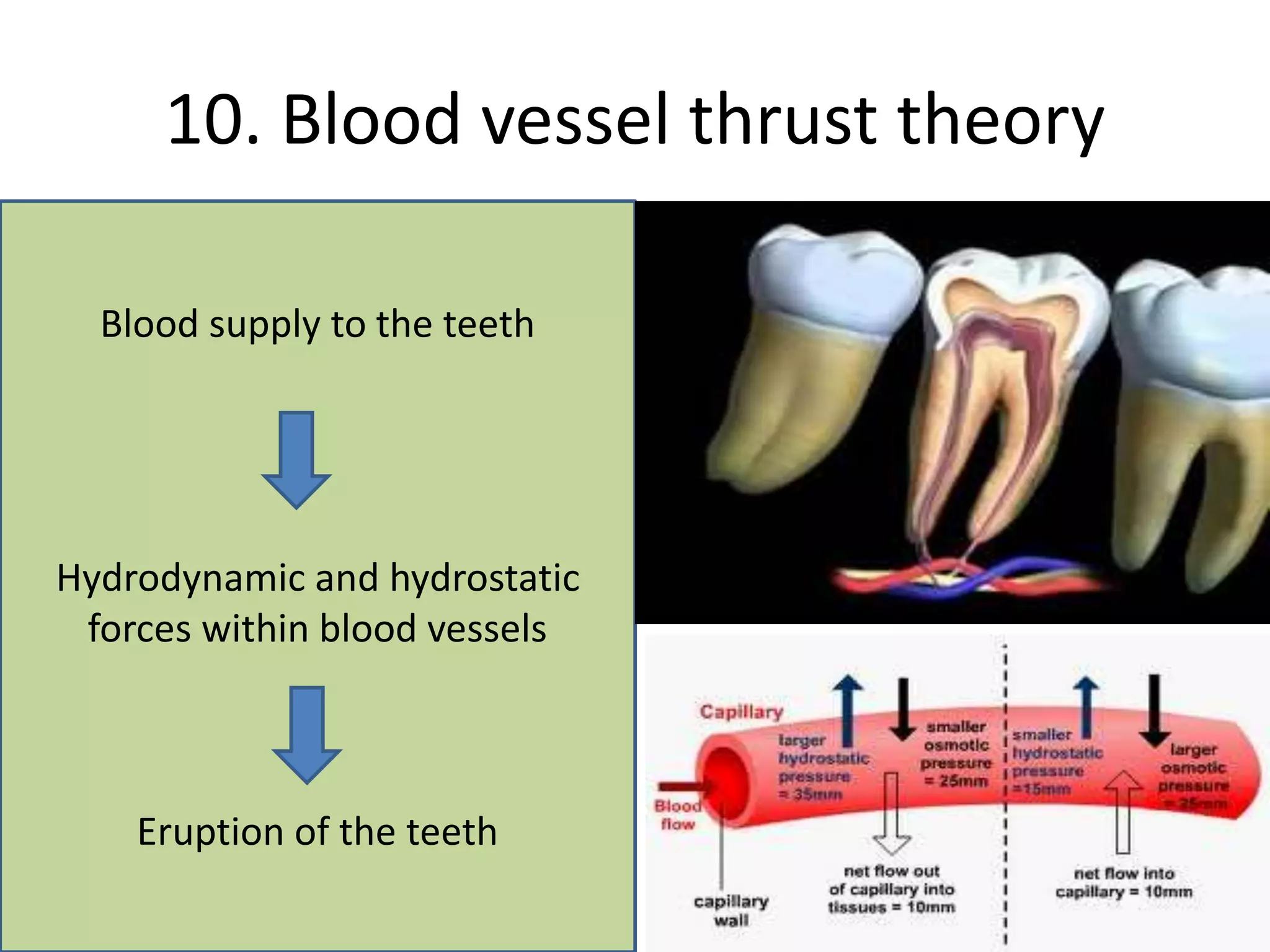 Tooth eruption and shedding - complete package | PPTX