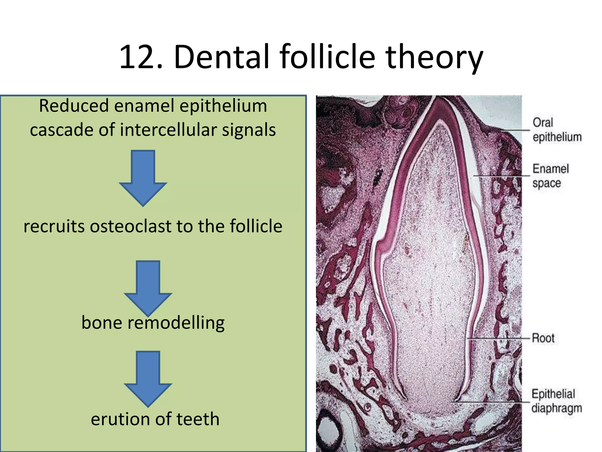 Tooth eruption and shedding - complete package | PPTX