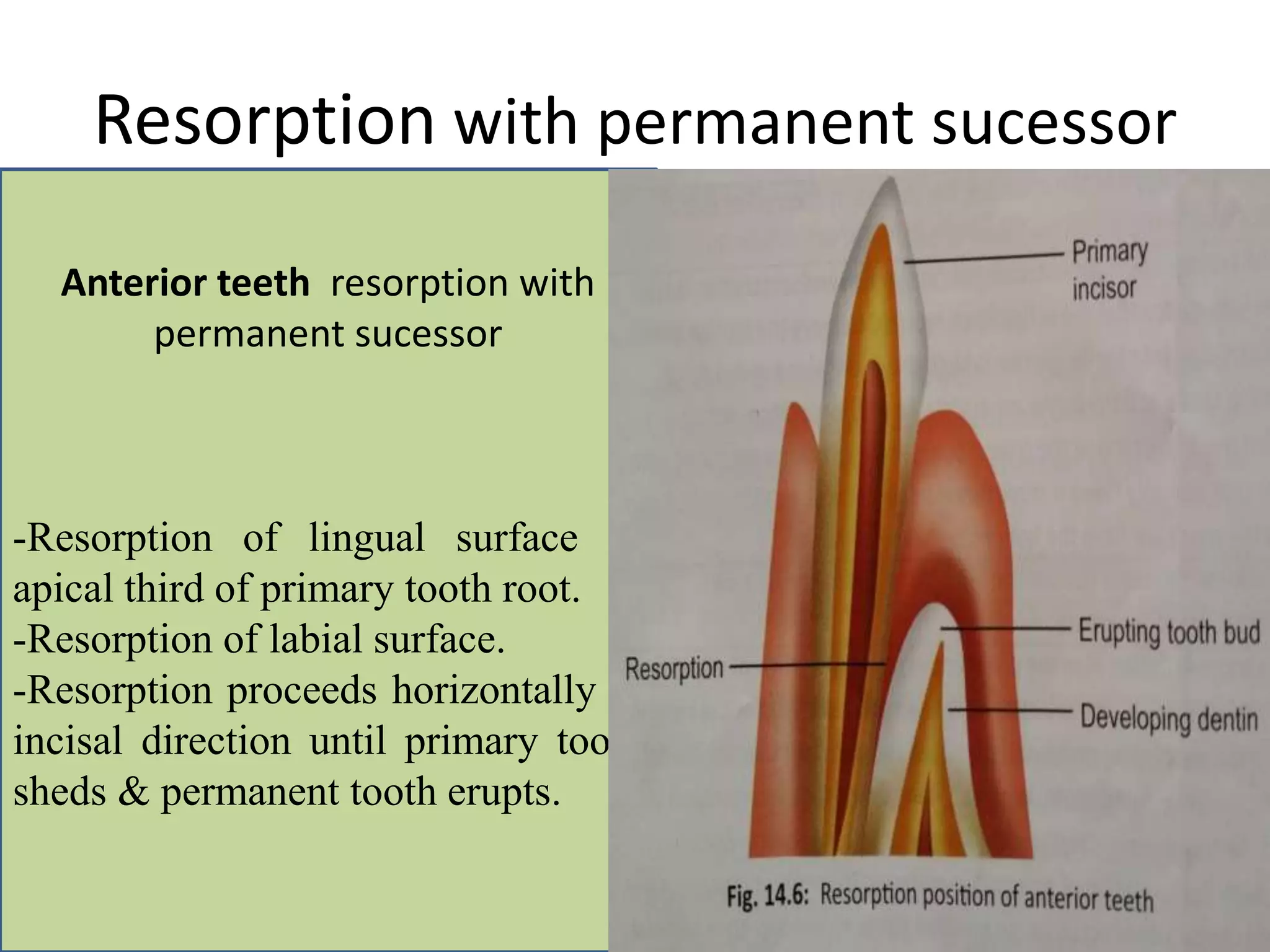 Tooth eruption and shedding - complete package | PPTX