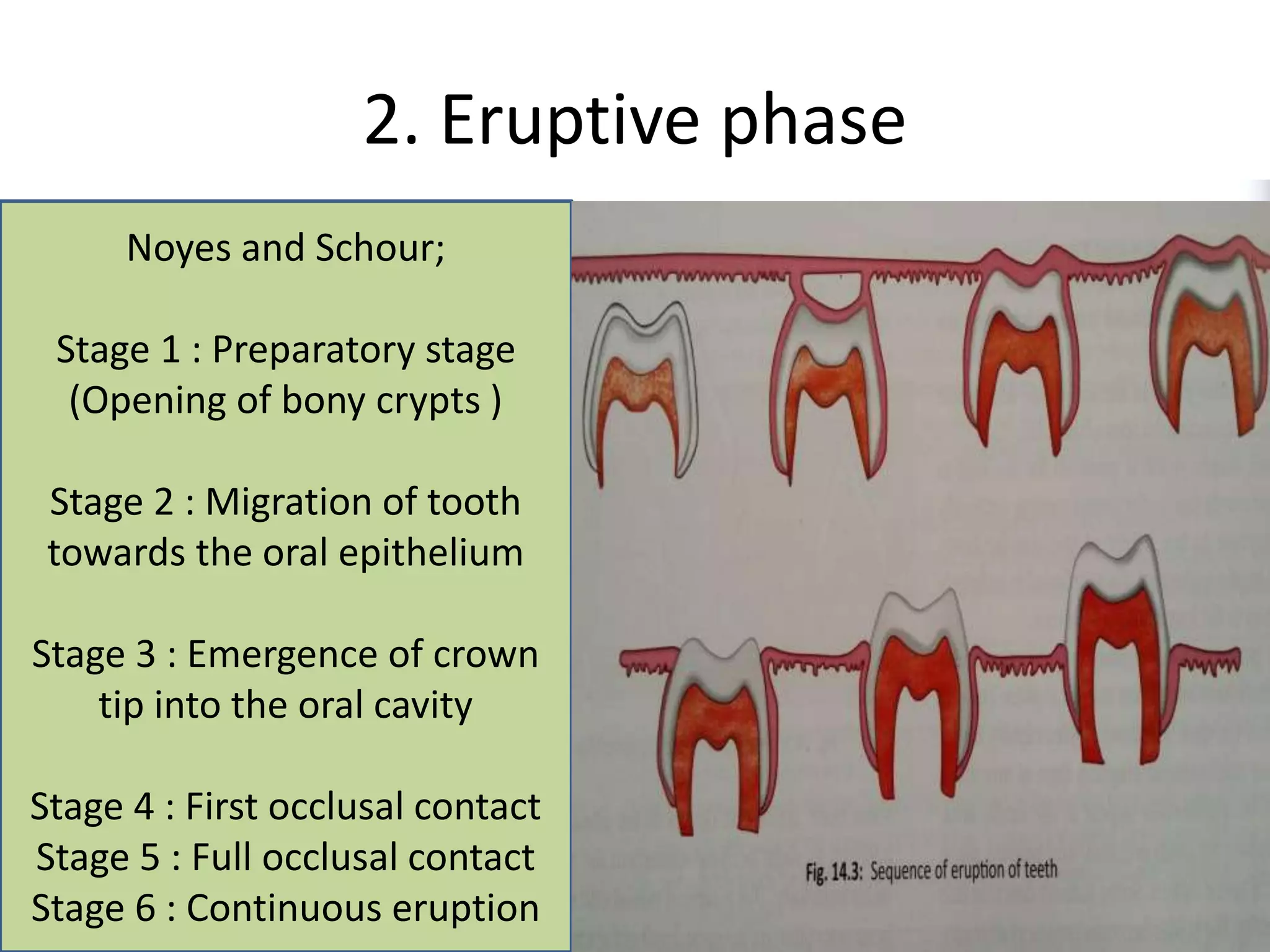 Tooth eruption and shedding - complete package | PPTX