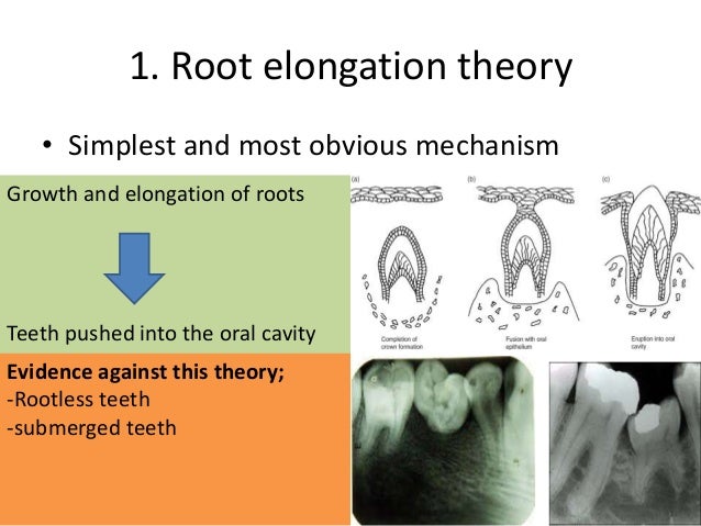 Tooth eruption and shedding - complete package