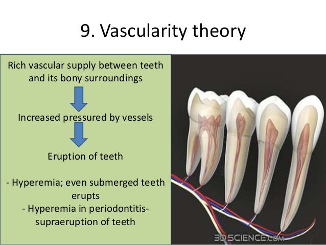 Tooth eruption and shedding - complete package