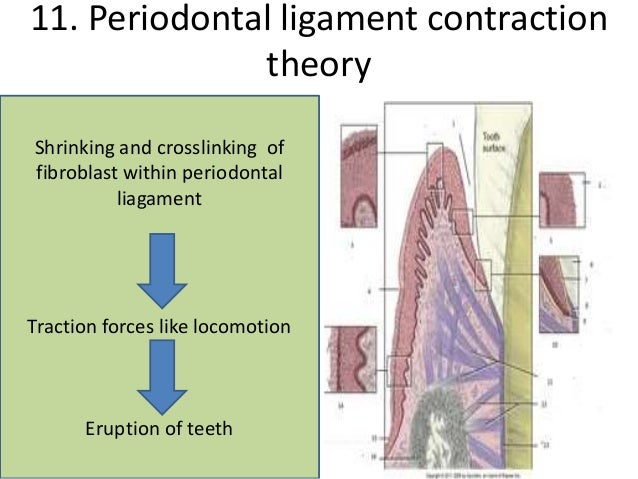 Tooth eruption and shedding - complete package