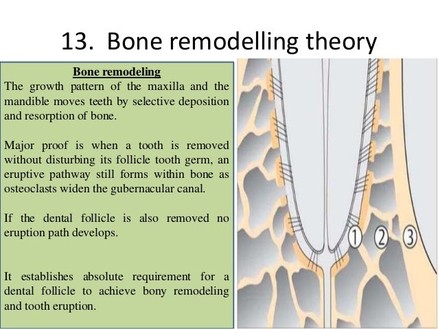 Tooth eruption and shedding - complete package