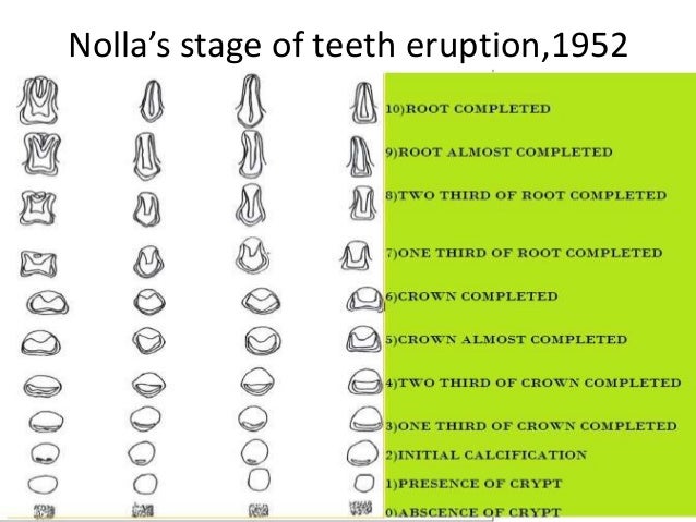 Tooth eruption and shedding - complete package