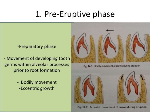 Tooth eruption and shedding - complete package