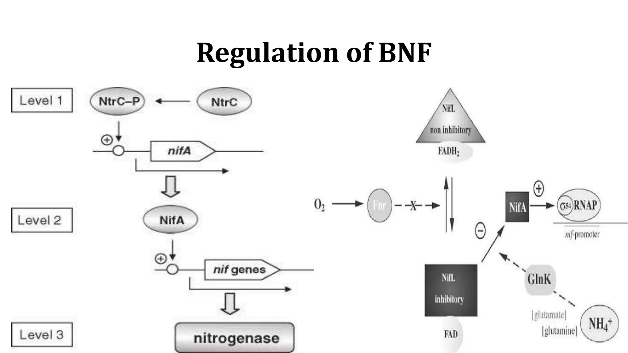 Genetics and regulation of Biological Nitrogen Fixation | PPTX