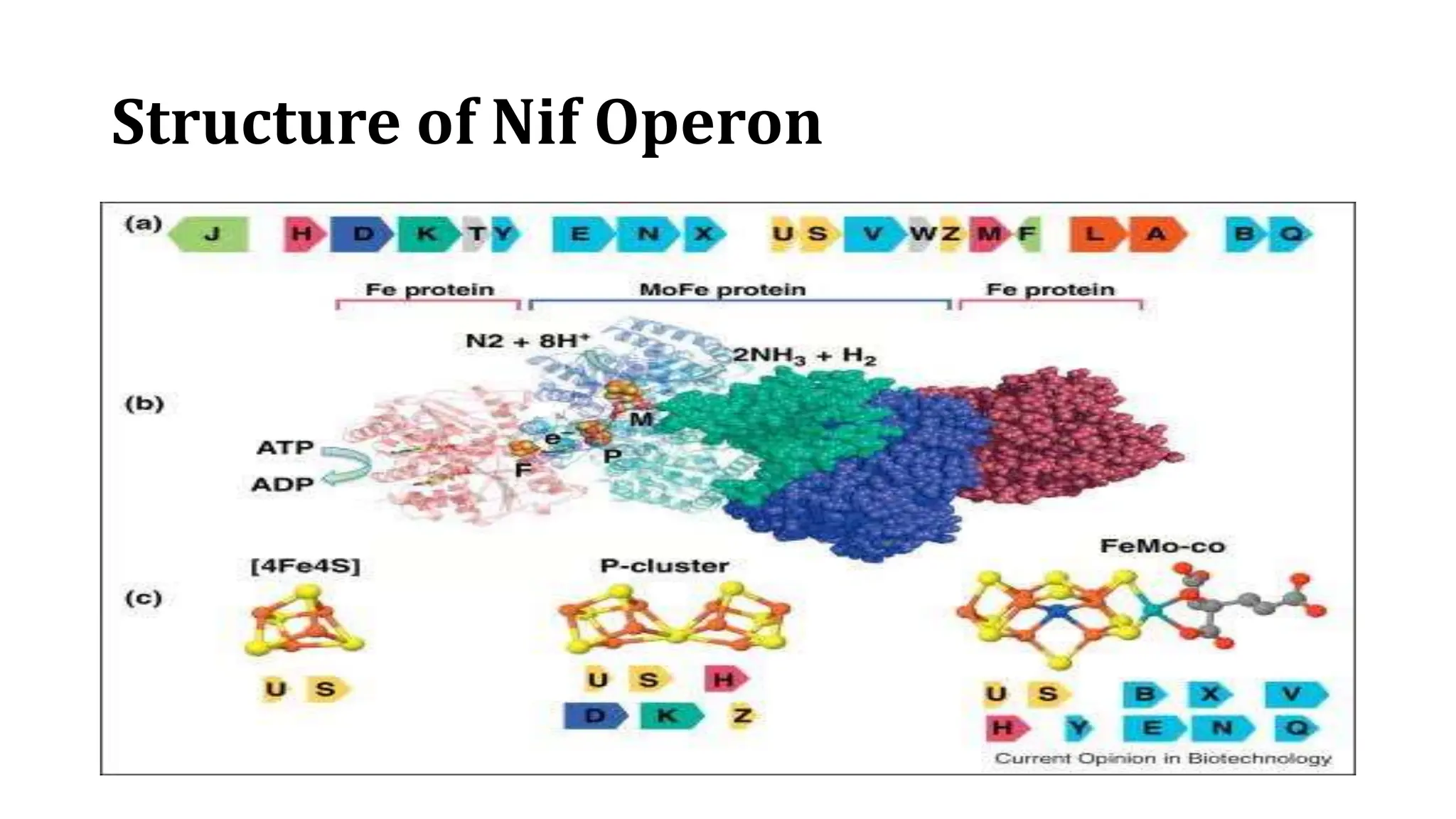 Genetics and regulation of Biological Nitrogen Fixation | PPTX