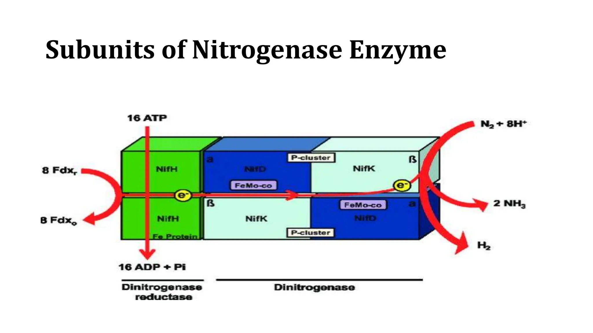 Genetics and regulation of Biological Nitrogen Fixation | PPTX