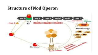 Genetics and regulation of Biological Nitrogen Fixation | PPTX