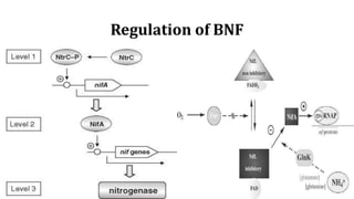 Genetics and regulation of Biological Nitrogen Fixation | PPTX