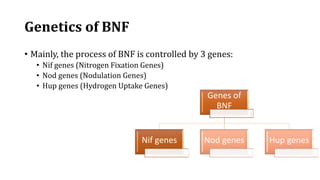 Genetics and regulation of Biological Nitrogen Fixation | PPTX