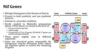 Genetics and regulation of Biological Nitrogen Fixation | PPTX