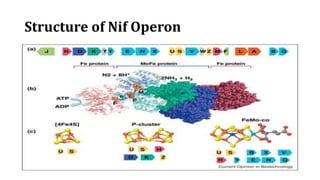 Genetics and regulation of Biological Nitrogen Fixation | PPTX