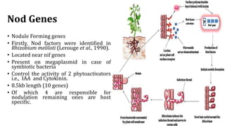 Genetics and regulation of Biological Nitrogen Fixation | PPTX