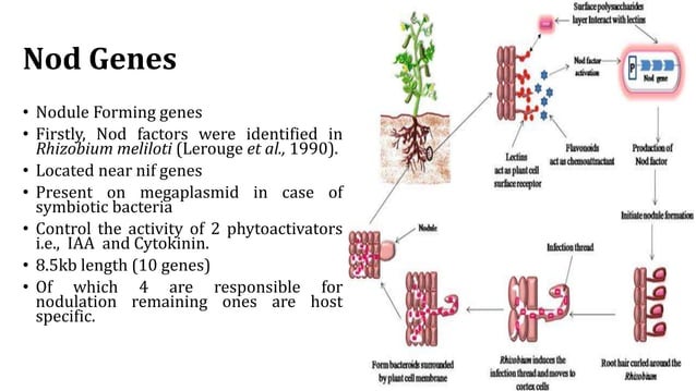 Genetics and regulation of Biological Nitrogen Fixation | PPTX