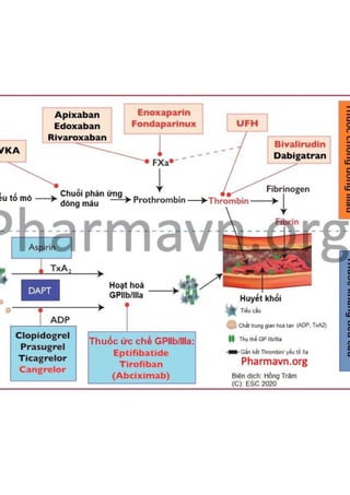 bản FULL hcvc không st chênh.pdf
