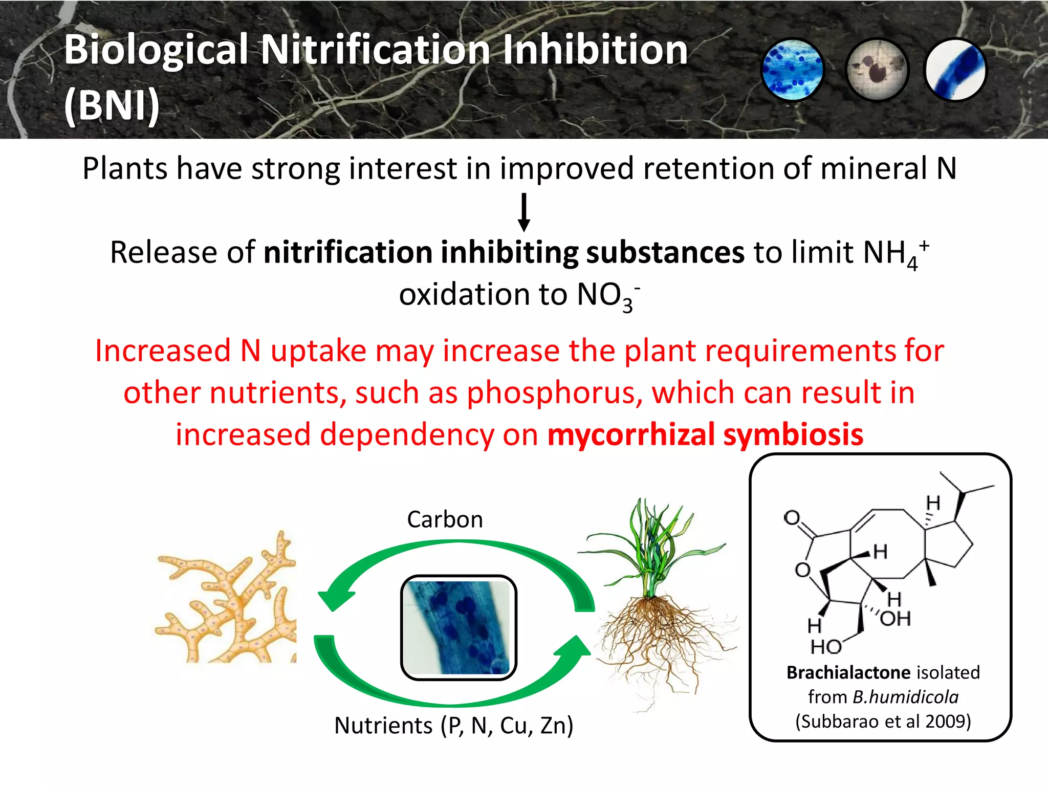 Is there a link between biological nitrification inhibition and ...