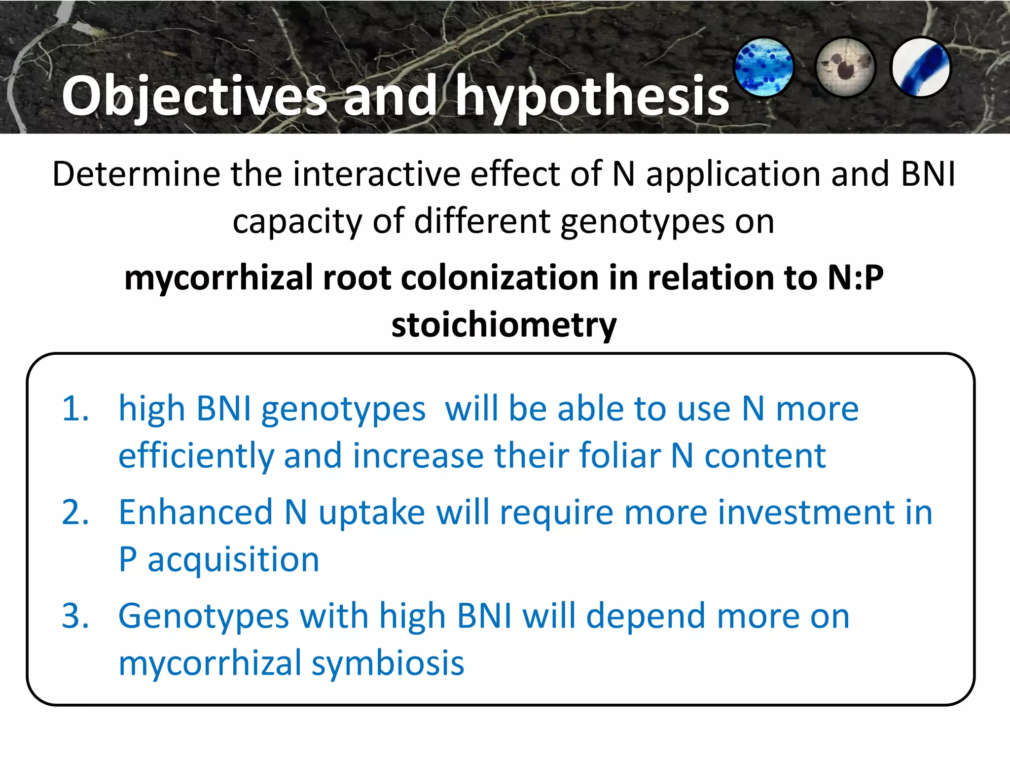 Is there a link between biological nitrification inhibition and ...