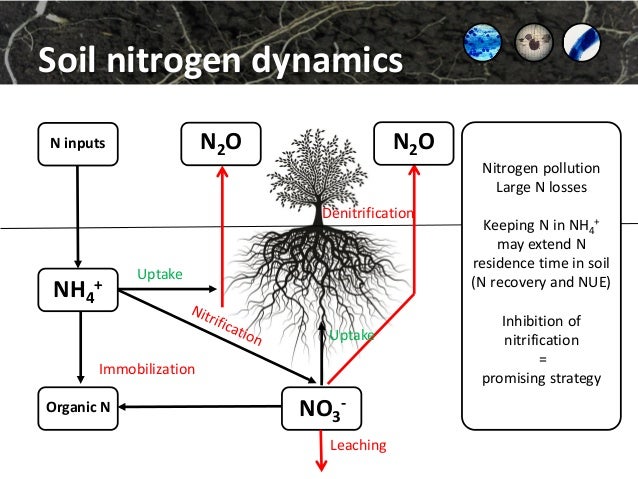 Is there a link between biological nitrification inhibition and mycor…