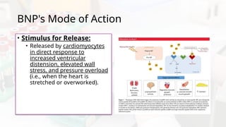 BNP in Heart failure (Final Version).pptx