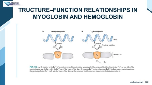 Bản sao của Lesson2.1 - Protein structure.pptx