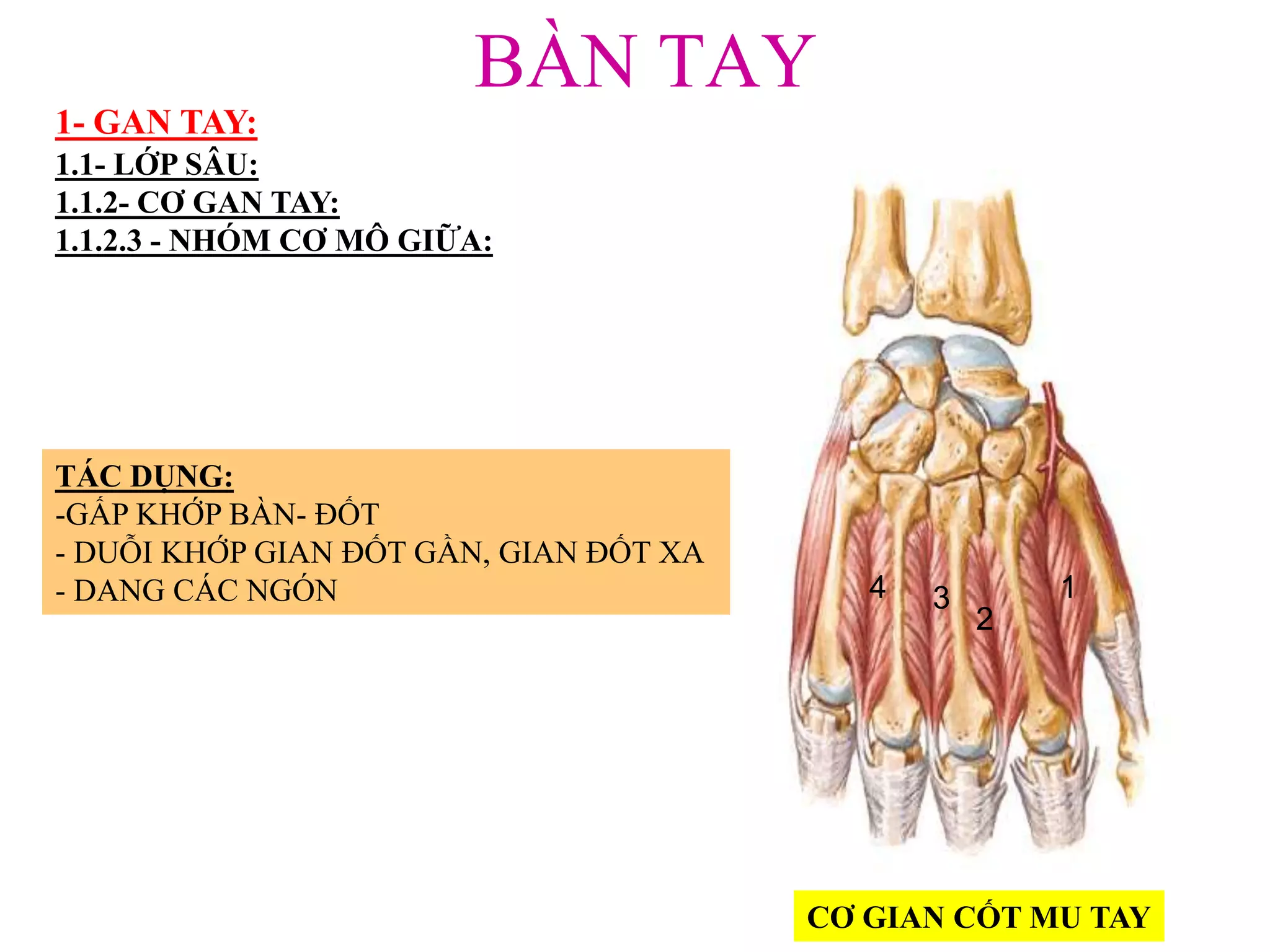 BÀN TAY.ppt