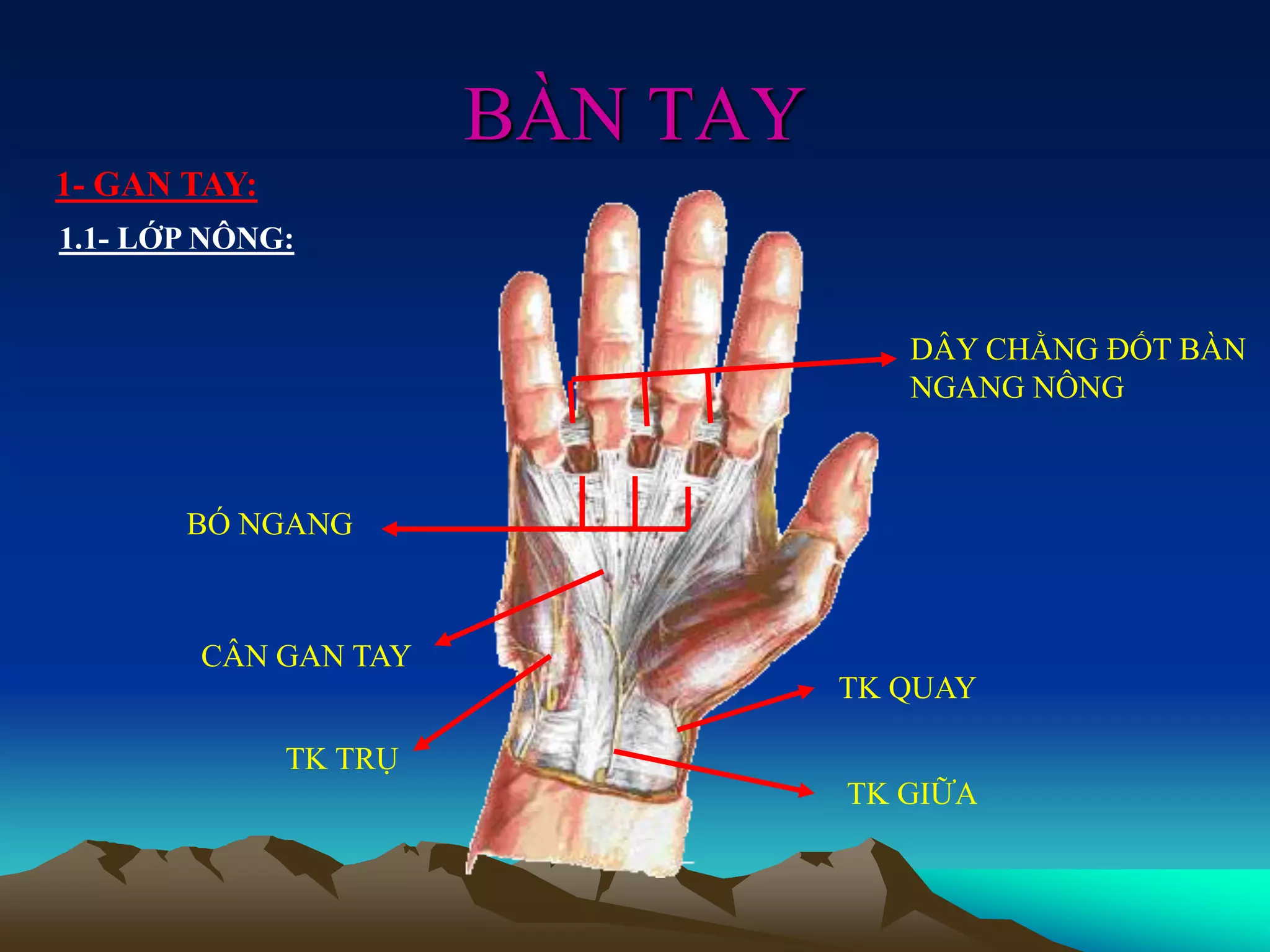 BÀN TAY.ppt